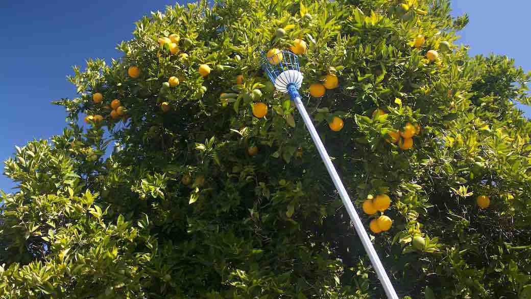 5 Best Fruit Pickers - Aug. 2025 - BestReviews